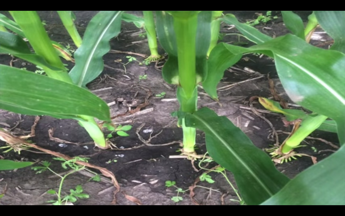 360 Y-Drop | Premium Ag Solutions | Hitterdal, MN | Here To Increase ...